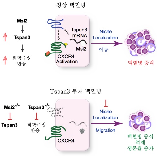 급성 골수성 백혈병…새로운 신호전달 경로 규명 - 아시아경제