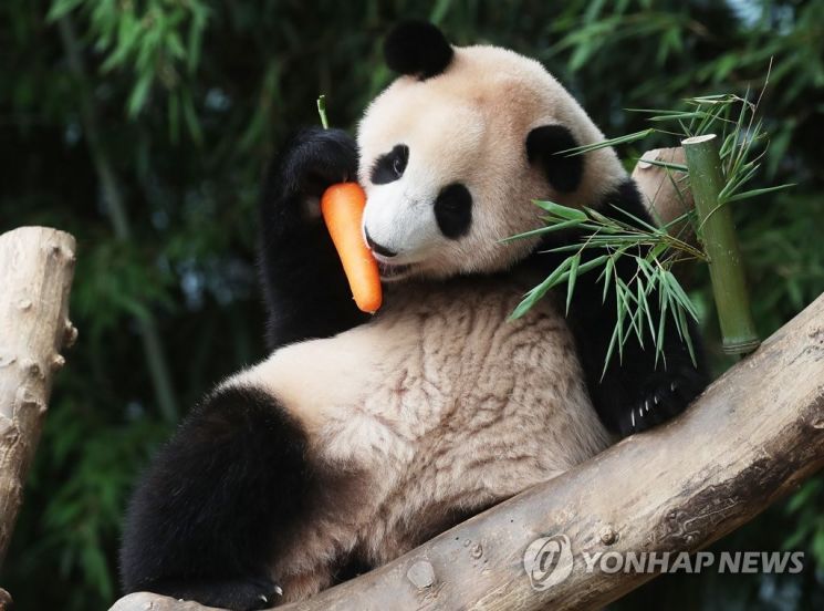 에버랜드 태생 판다 '푸바오'…곧 중국으로 돌아갈 듯 - 아시아경제