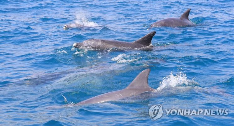해안가 돌고래 집단폐사 "이변의 전조" 日불안감 - 아시아경제