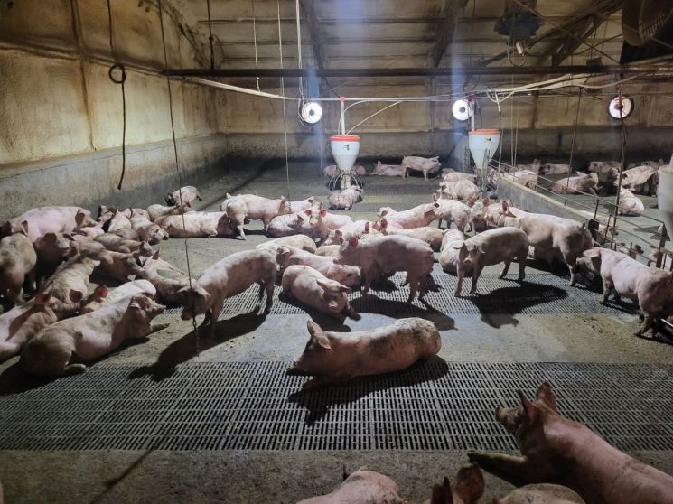 Paju Farm Pigs to Be Shipped Amid ASF Outbreak... Expected to ...
