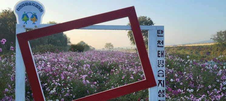 Autumn Approaches... A Path of One Million Cosmos Blooms in Tancheon ...