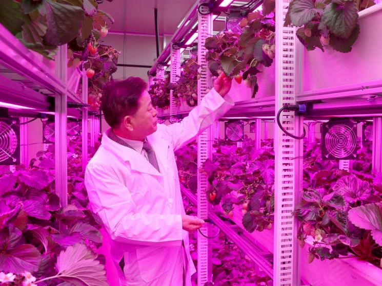 Gwangmyeong City Offers Free Strawberry Experience Program for Children ...